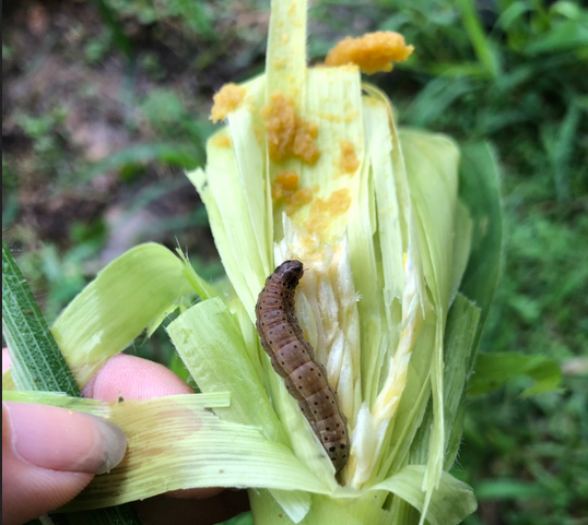 Avian Flu Diary: Taiwan: 1st Detection Of Fall Armyworm