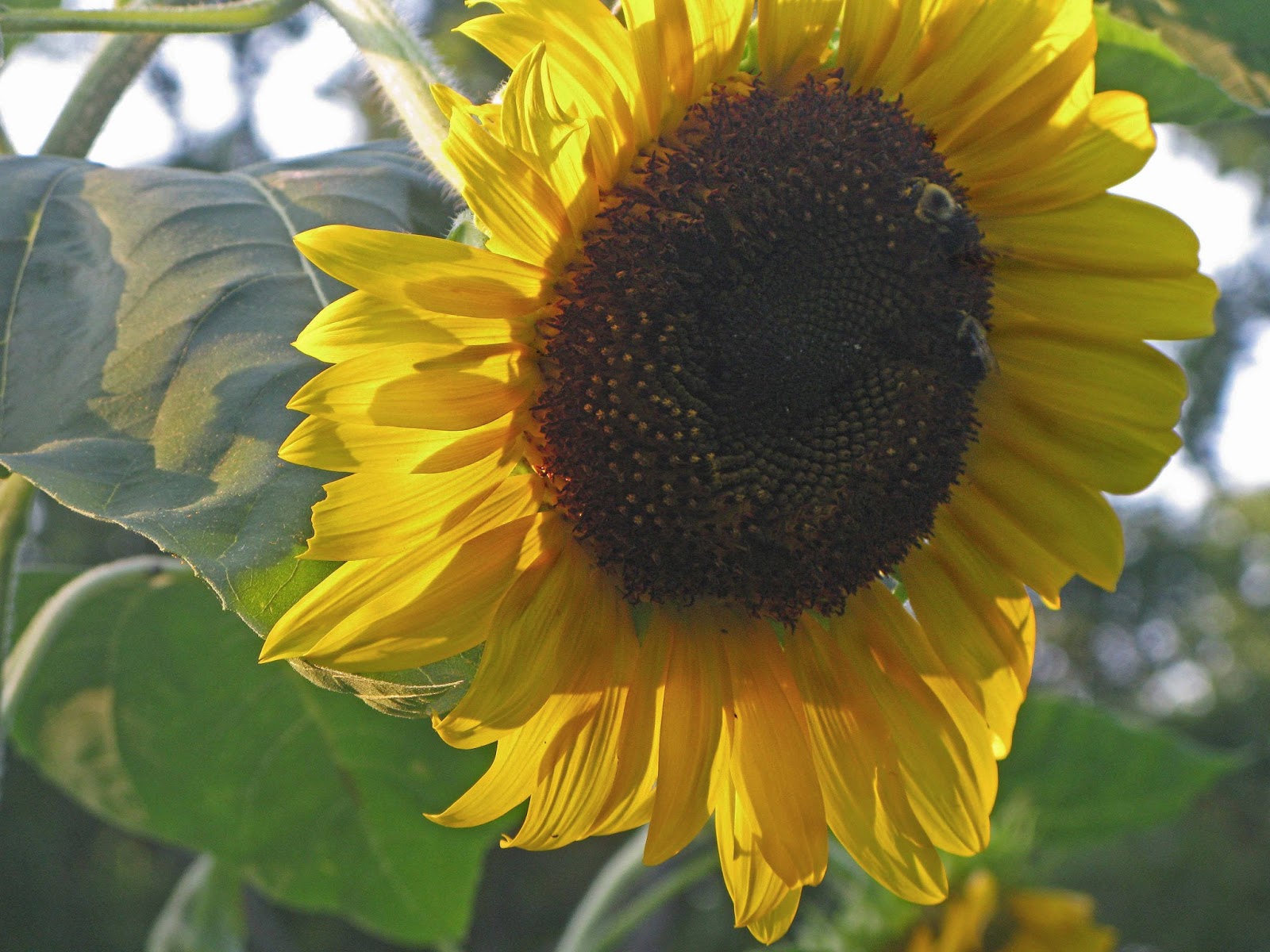 Room Without Walls: It Is Heliotropic