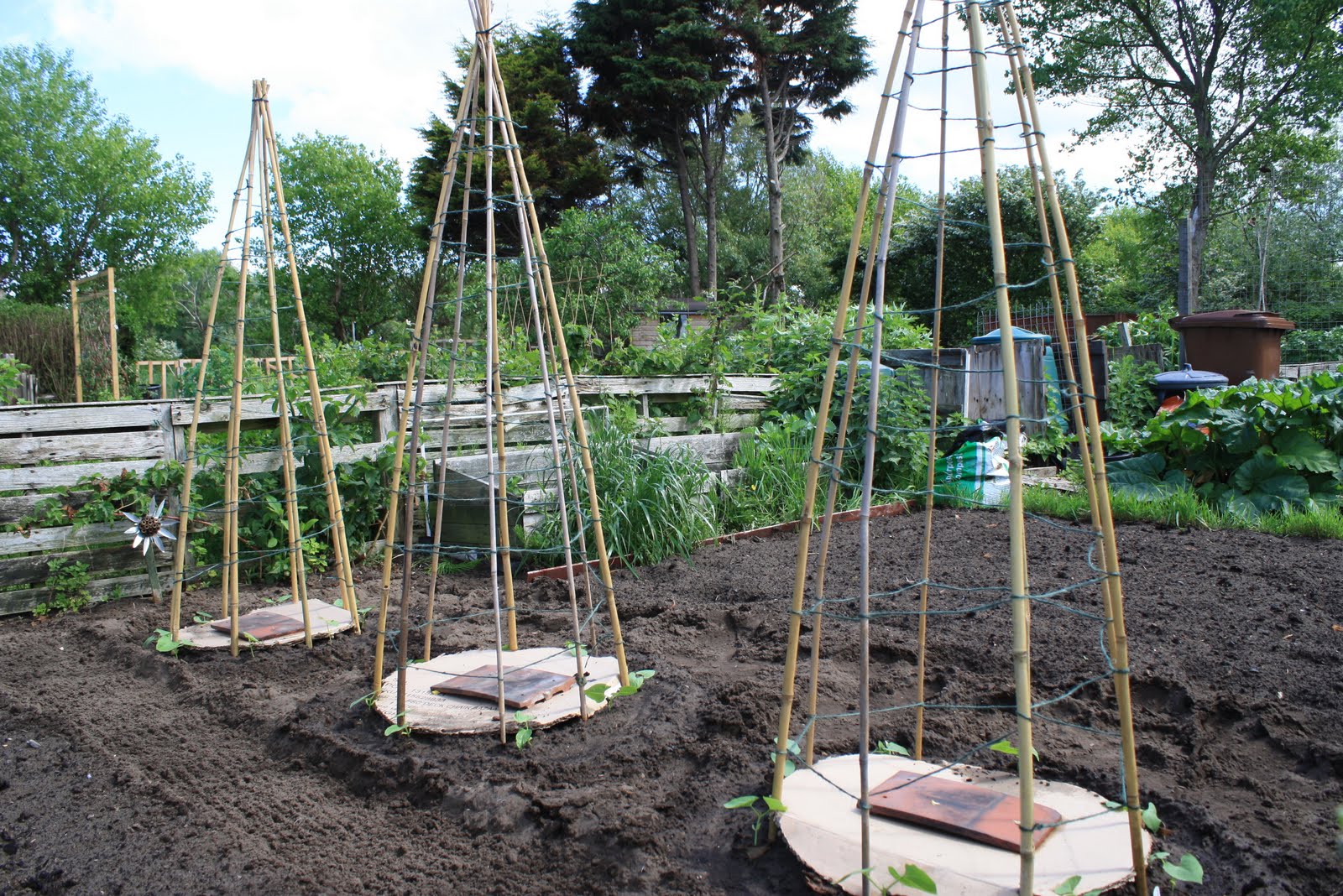 Allotment #65: A day of Rain and Chickens invade
