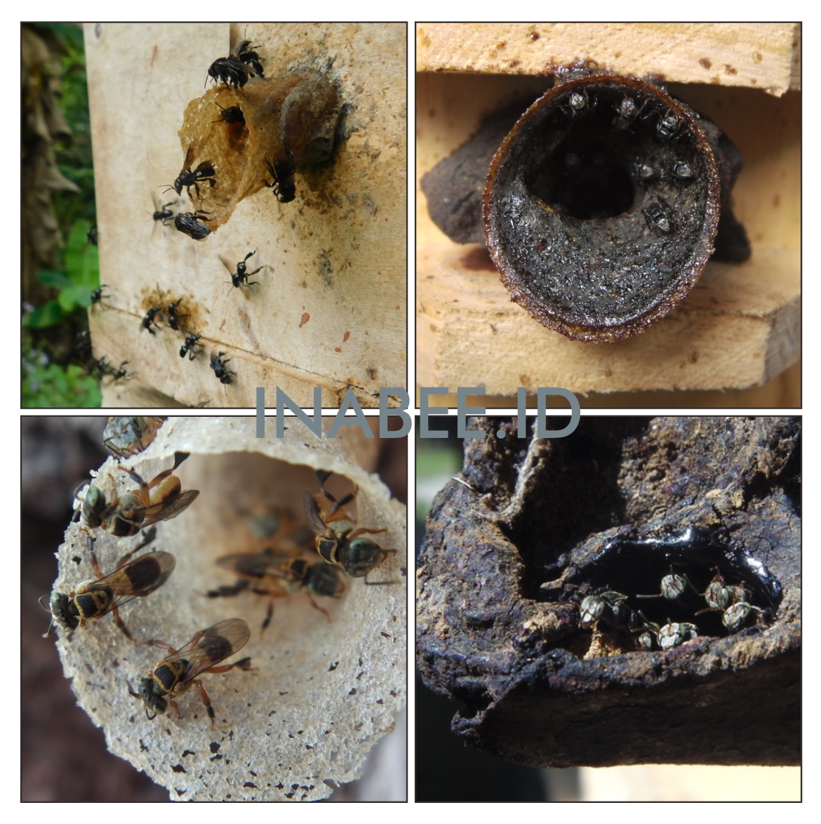 bewitono: Tentang Standar Nasional Indonesia-SNI 8664:2018 Madu