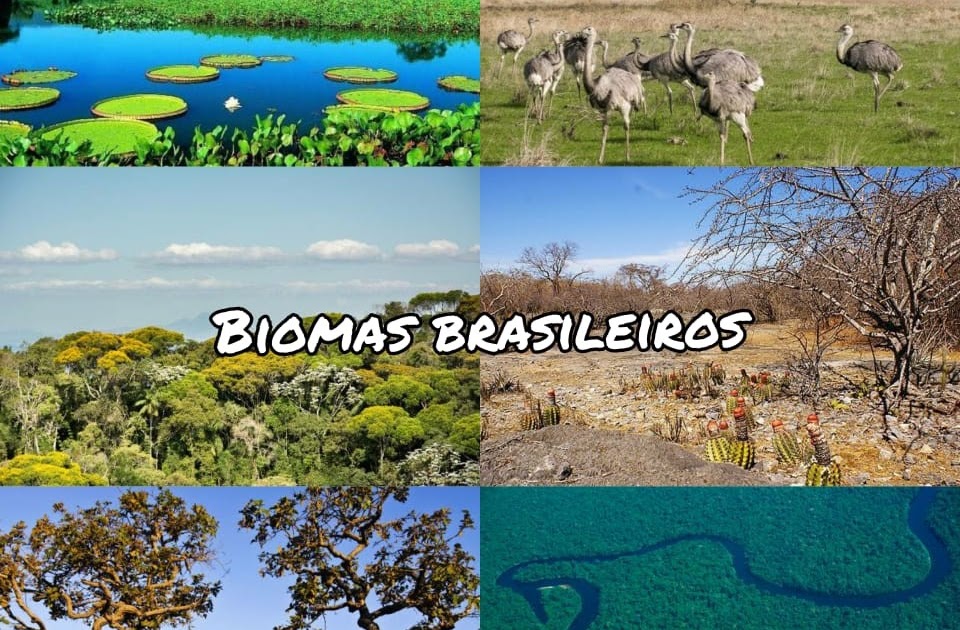 Conheça os biomas brasileiros ~ Vagão Sustentável