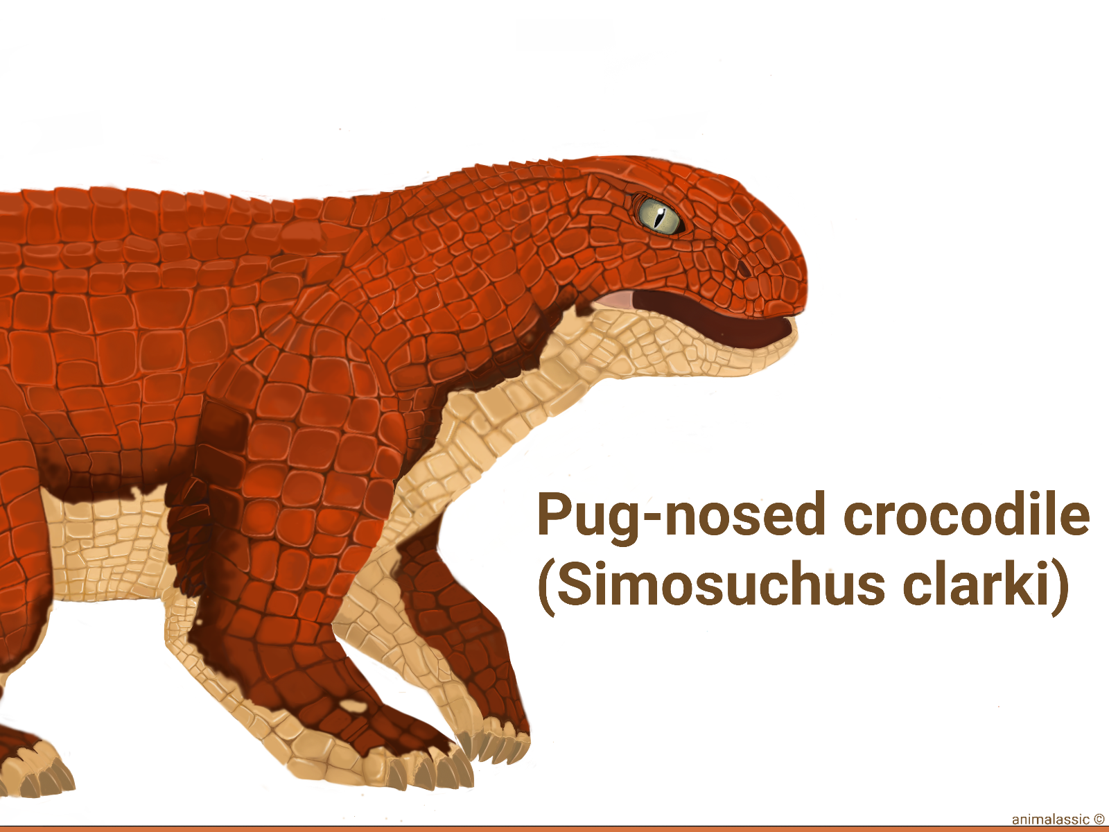 Simosuchus clarki - A herbivorous crocodilimorph from late Cretaceous ...
