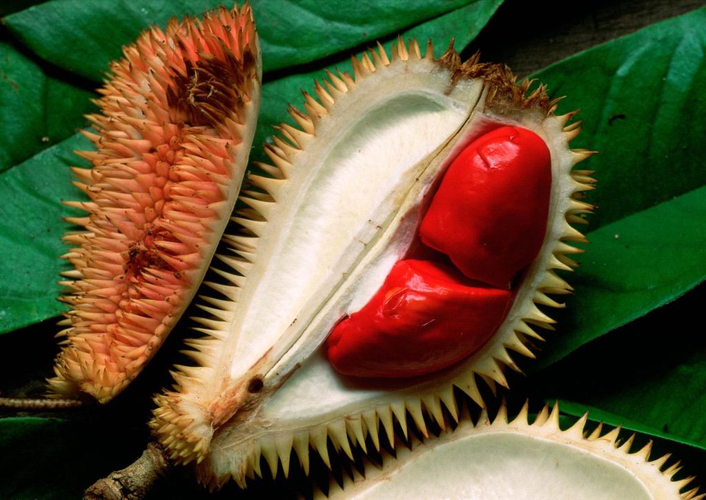 Welcome: Red Durian