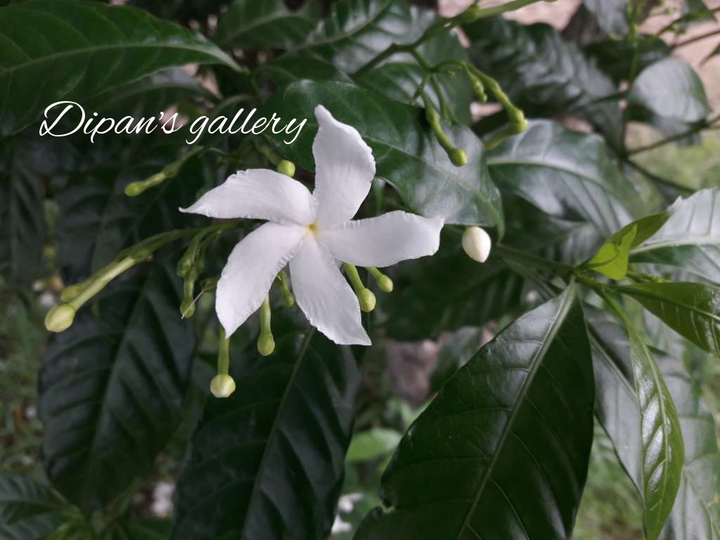 Flora of Assam with scientific names and images