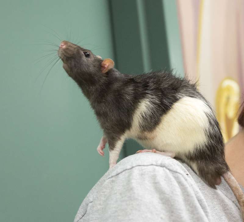 Shelter Dogs of Portland: "TEMPLETON " silly lovable Rat!