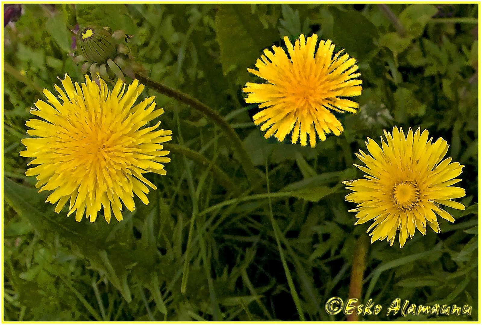 Eko-Kuvia: Voikukka...