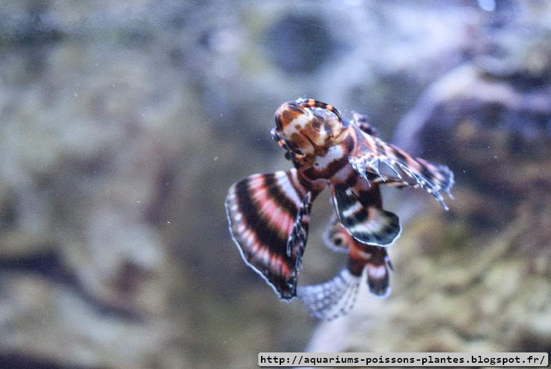 Aquariums, poissons et plantes d'eau douce: La rascasse volante (red ...