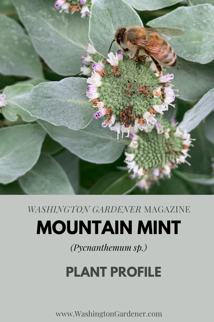 WashingtonGardener: Mountain Mint Plant Profile