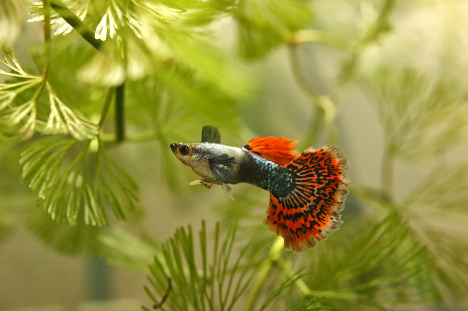 The Guppy Sanctuary: Our first pair of guppies from Thailand