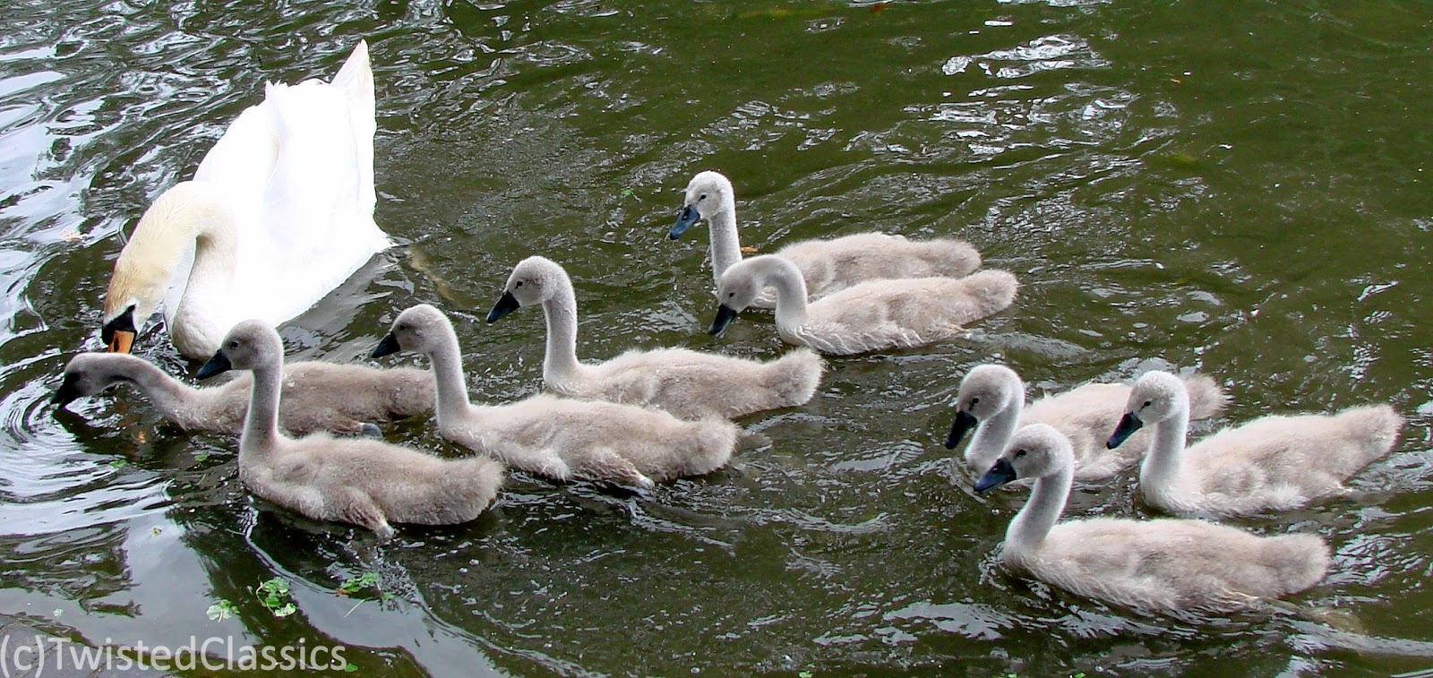 Birds and wildlife: Growth of 9 cygnets