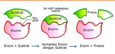 Mengenal lebih jauh tentang Enzim serta Manfaatnya