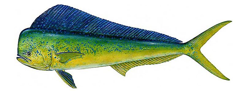 Peixe Dourado do Mar (Coryphaena hippurus)