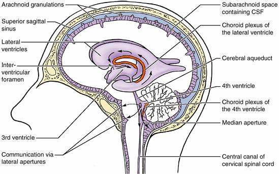 ABC Radiology Blog: Brain Ventricular System