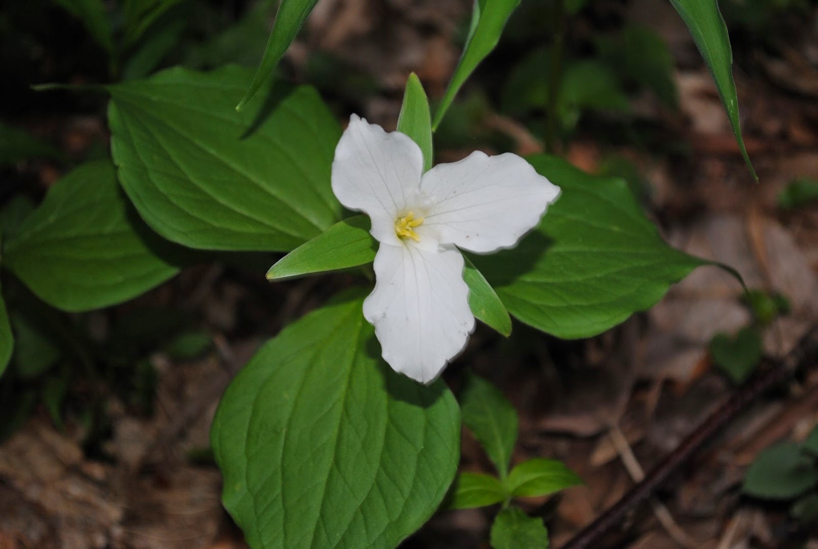 West Virginia Native Wildflowers-The Big Year, 2013: Smoky Mountain ...