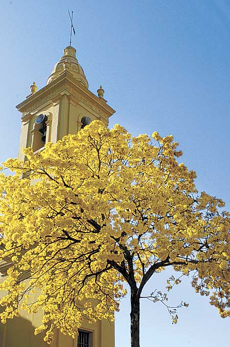 Camino al Paraguay: Asunción, capital mundial de los lapachos - Árbol ...
