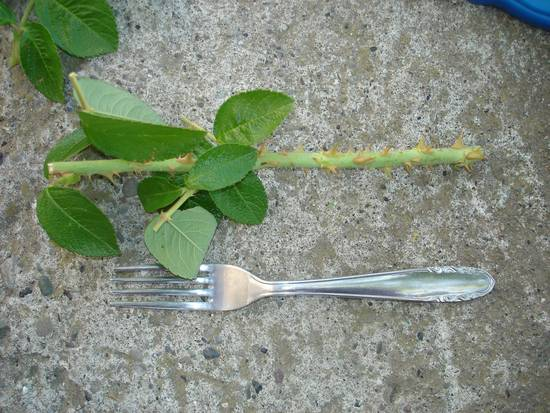 VERDE TIME by Stefano Tenneroni: TALEA DI ROSA