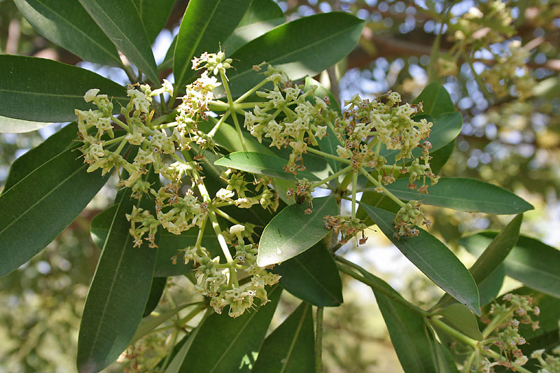 රුක්අත්න [Rukattana] (Alstonia scholaris) ~ අපේ ඔසුපැළ Medicinal Plants ...