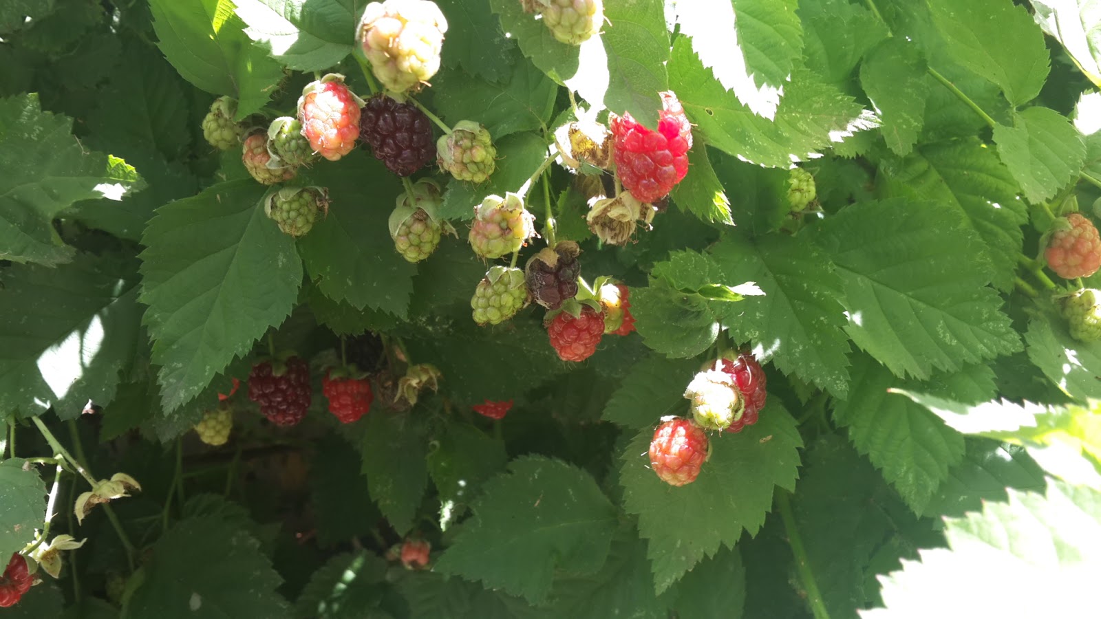 Jacot's Garden: Youngberry/Booysenberry/Blackberry
