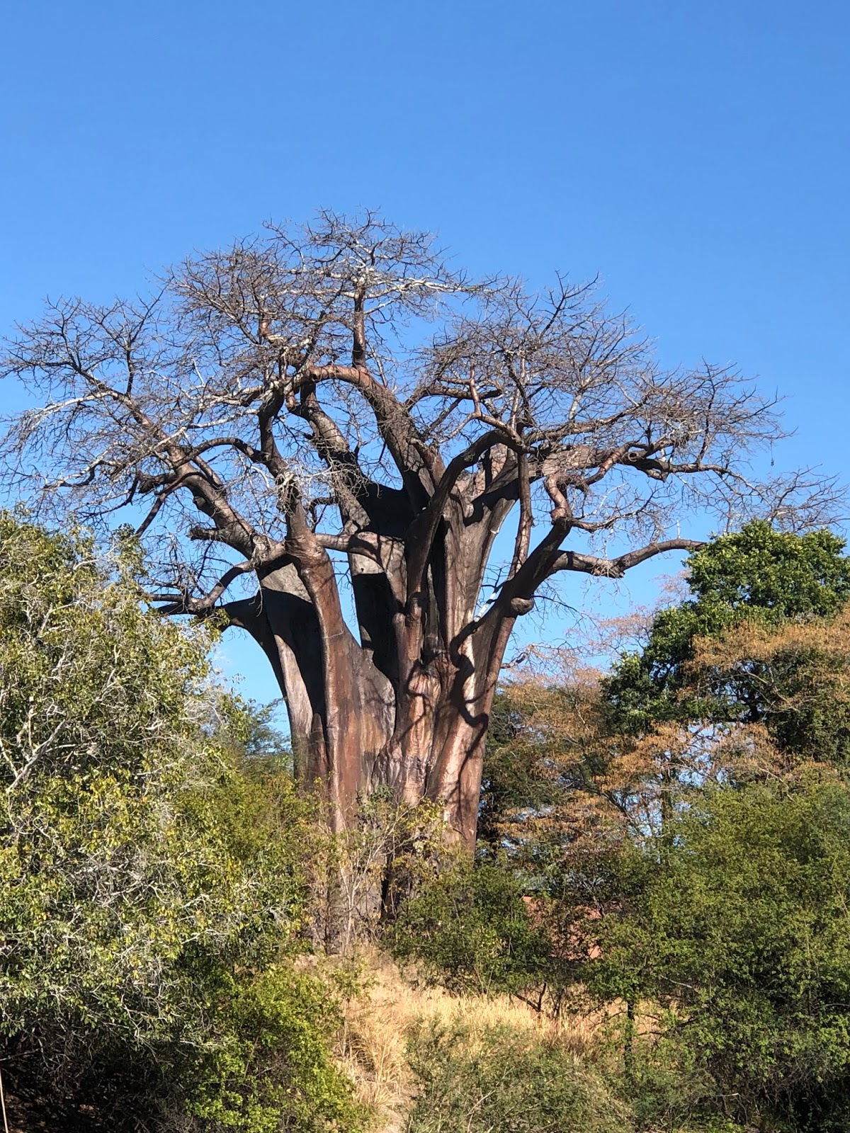 Kafue National Park, Zambia