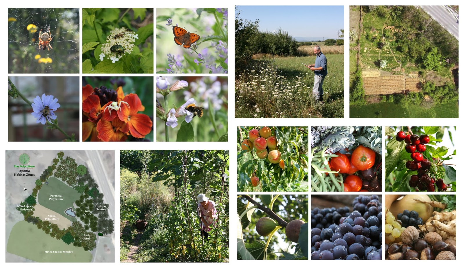 Balkan Ecology Project : Biodiversity and Habitat - How we may support ...