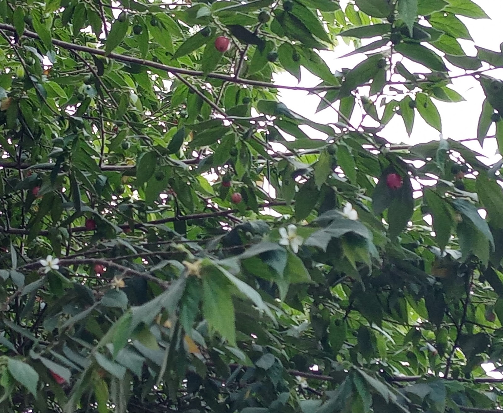 Knowing the 4 wild fruits in the Philippines