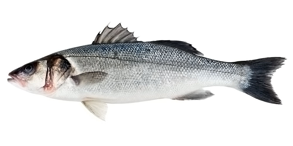 Levrek nedir? Levrek Balığı - Laf Sözlük