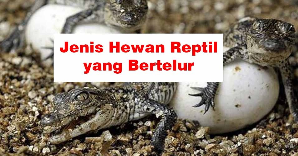 10+ Hewan Reptil yang Bertelur dan Contohnya - Hewan Reptil