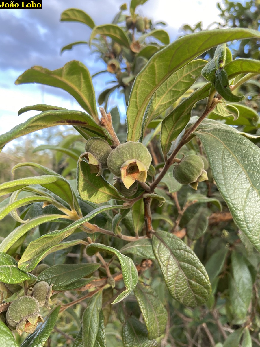 Viveiro Ciprest - Plantas Nativas e Exóticas: Guabiroba Rupestre de ...
