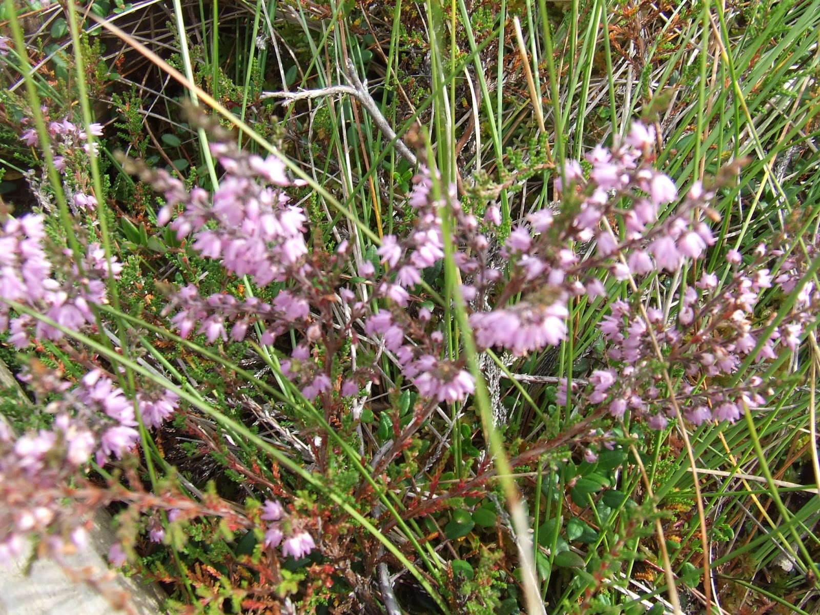 Valodošanās: Dzeja