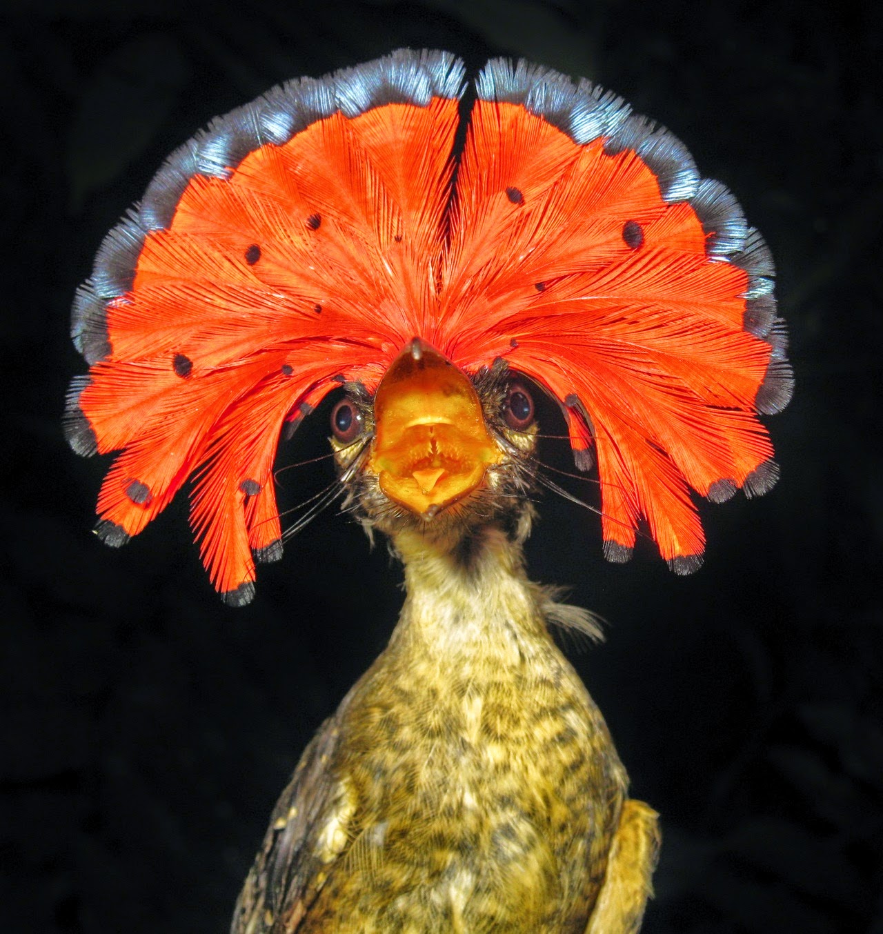 AMAZONIAN ROYAL FLYCATCHER photos - wallpapers (ανανεωμένο) | the fun bank
