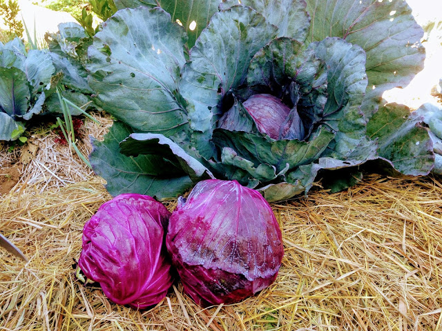 MENANAM KOL MERAH ATAU KUBIS MERAH DENGAN SISTEM PERTANIAN ORGANIK ...