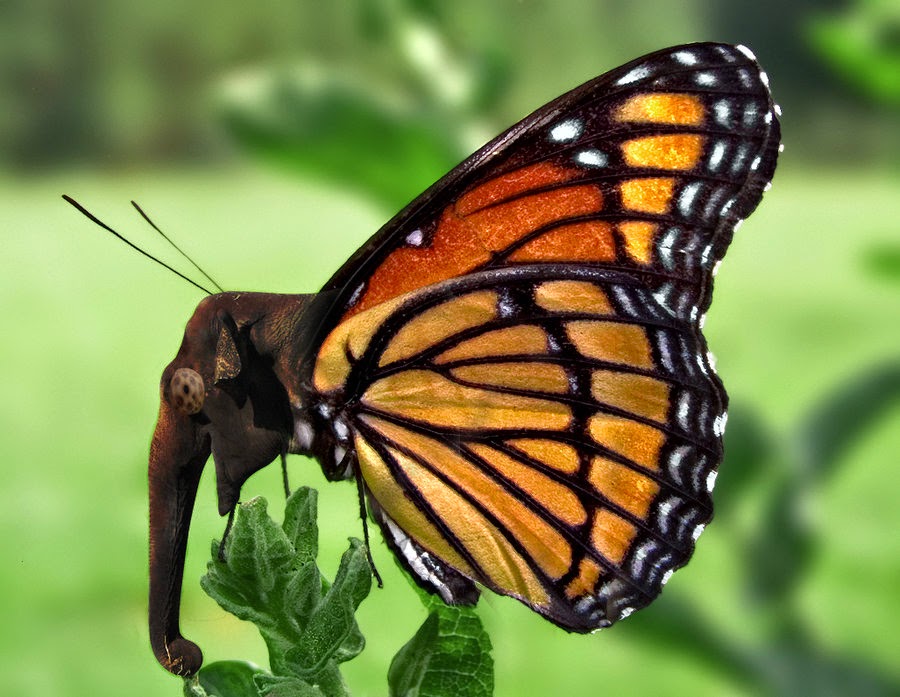The Butterfly - cuteanimalsworld