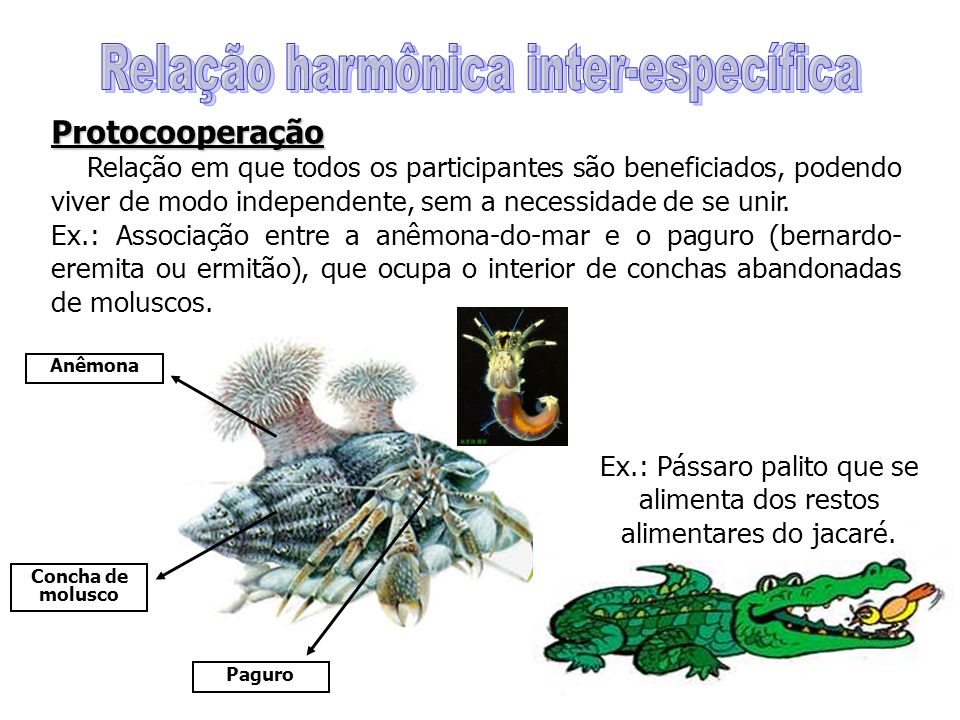 Amantes da Biologia Com Prof. Alan Calvet: Protocooperação : Bernardo ...