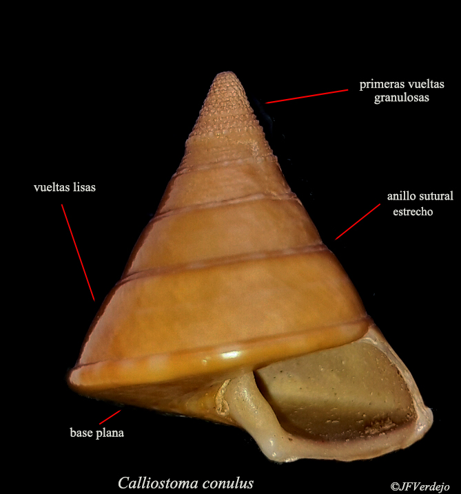 MALACOLOGÍA MEDITERRÁNEA