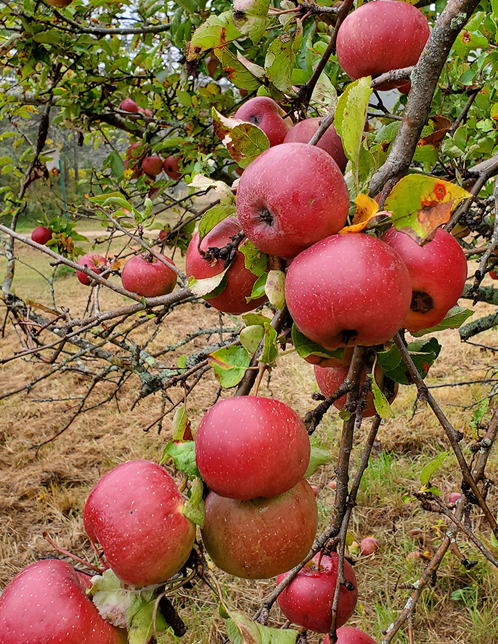 66 Square Feet (Plus): Apples from Maine, in Brooklyn