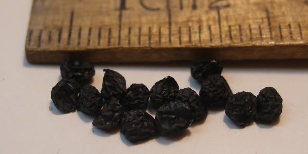 HOW TO GROW ALLIUM GIGANTEUM FROM SEED |The Garden of Eaden