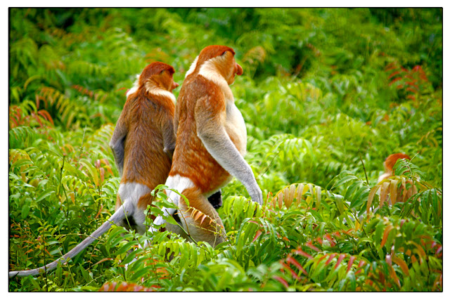 Hakeem Photography: Proboscis Monkey
