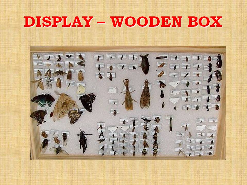 Collection and preservation of insects