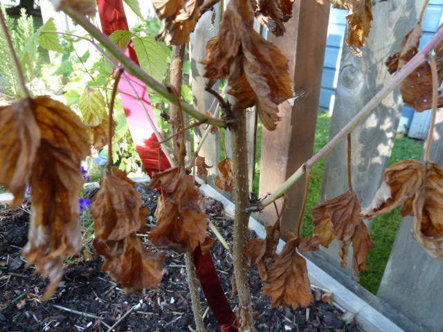 My Home and Garden: Compost for my dying raspberries.