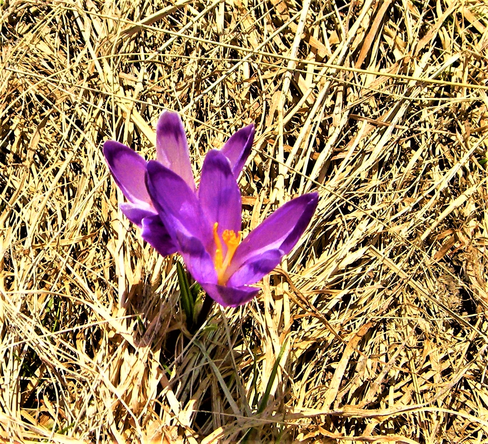 Traseu 6: Toplita - Lacul Iezer/Rezervatia Calimani (traseu off-road)