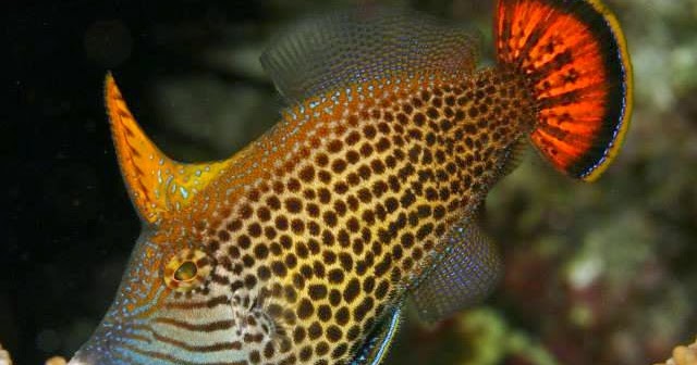 Kohala Dive (b)Log: Fish Geek's Pick-O-The-Week: The Endemic Hawaiian ...