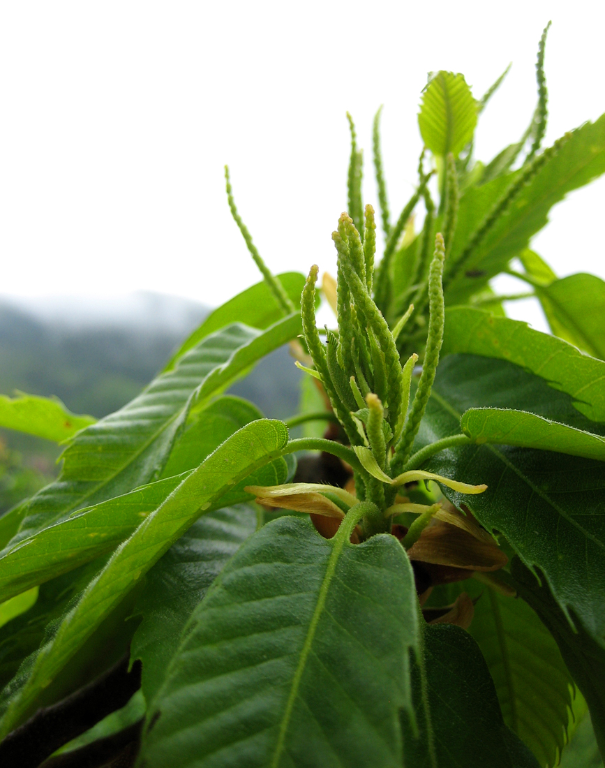 Huerto Improvisado Improvised Vegetable Garden