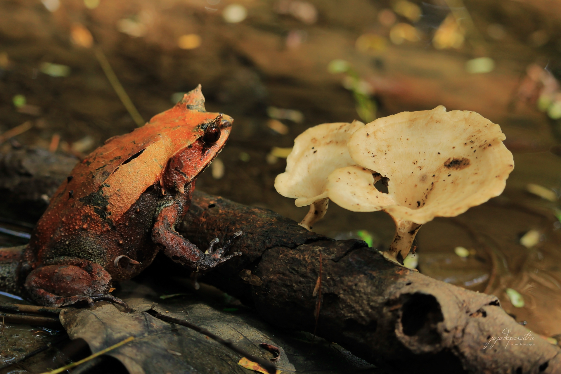Palawan Horned Frog - A cryptic frog endemic to Palawan