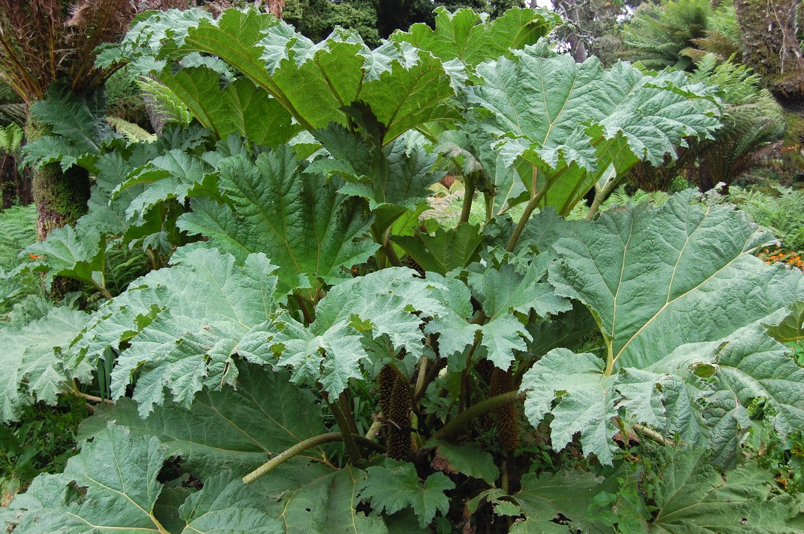 Farmasi kelompok 2 X-3 : Alda Riau Gucci dan Nurul Apriyanti: Simplisia ...