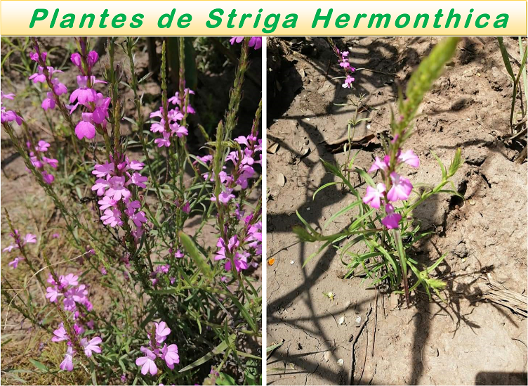 INFOS Recherches Environnementales et Agricoles : Le striga, cet ennemi ...