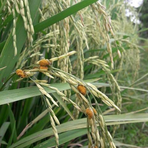 Jamur Oncom / Jamur Ustilago Pada Tanaman Padi - Tani Makmur Nusantara