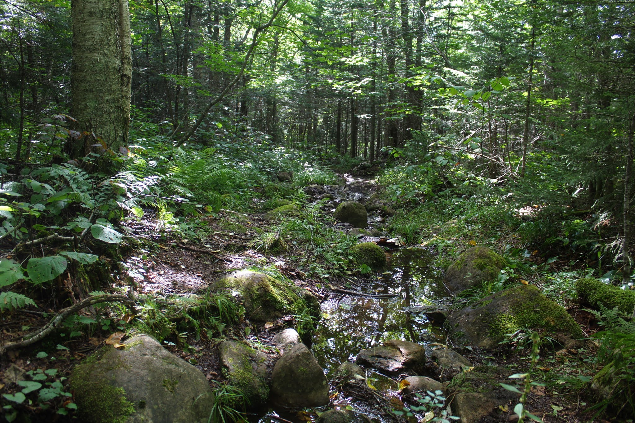 Walking Man 24 7: Cooper Kiln Pond & Morgan Mountain(Wilmington Wild ...