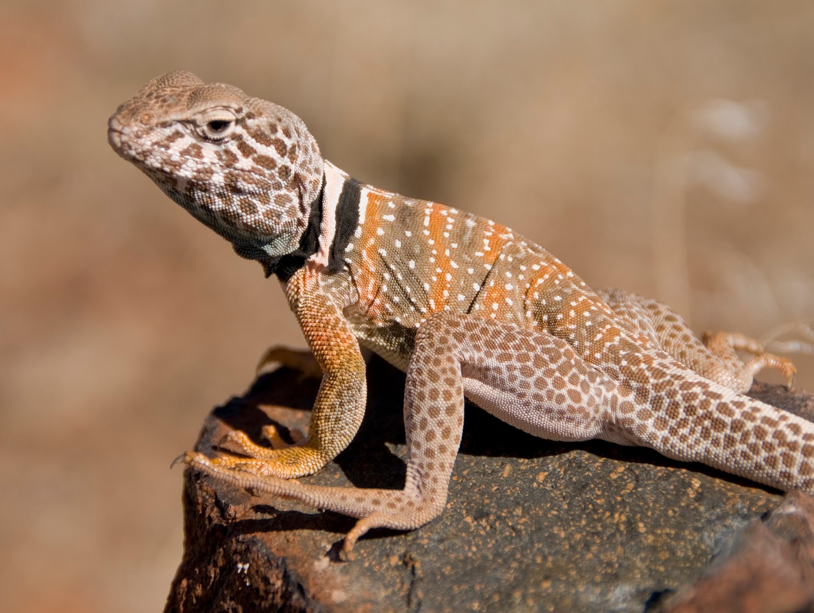 Finding Arizona: Collared Lizards