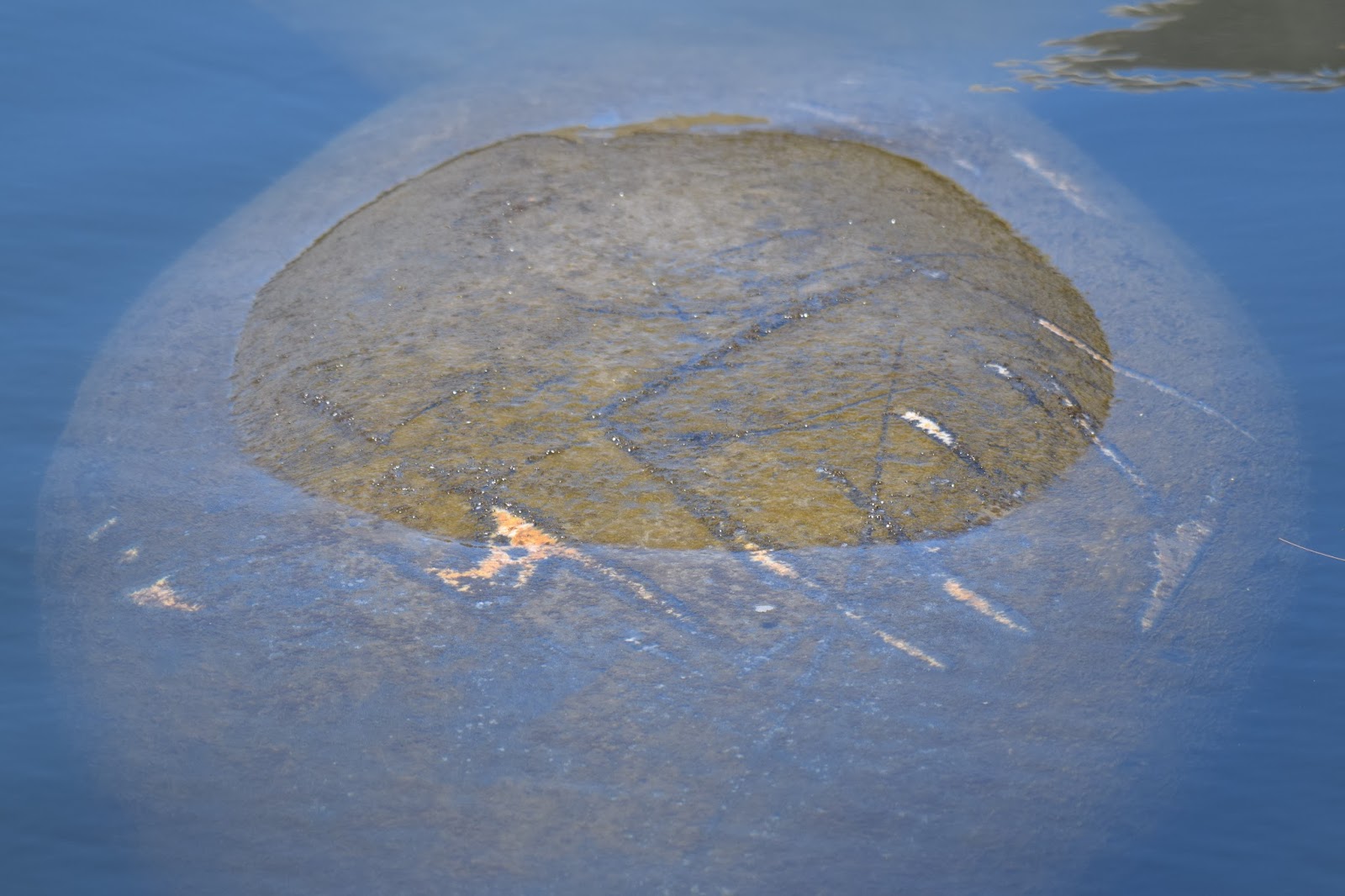 FAU Libraries @Jupiter Science Blog: 2016