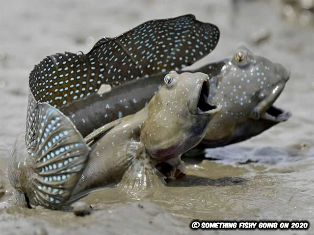 Something Fishy Going On: More species hunting fun in Japan : Yanagawa ...